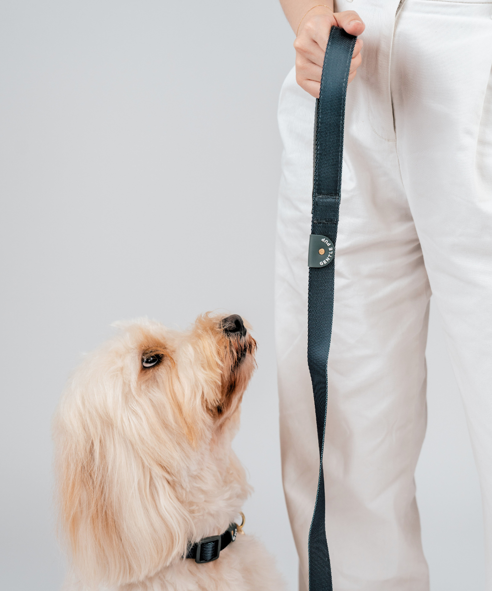Gentle Pup Leash V2 - Ash – Gentle Pet Store